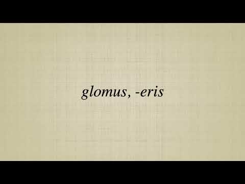 glomus, eris