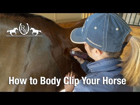 How to Body Clip Your Horse