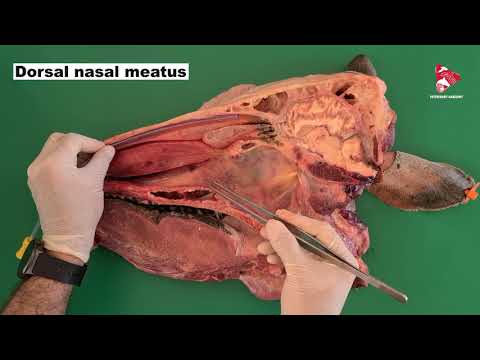 Anatomy of the Nasal and Oral cavities and associated structures of the Ox