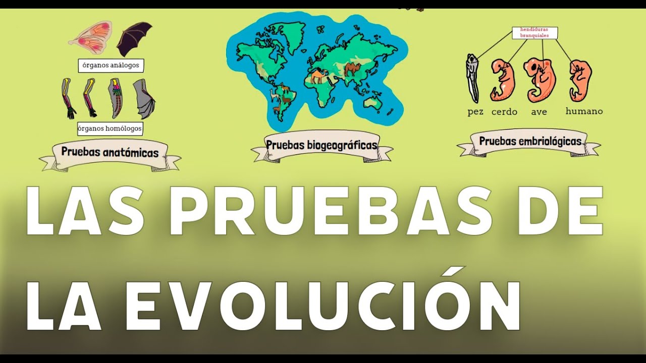 Evidence of Evolution #videolesson 4 of ESO