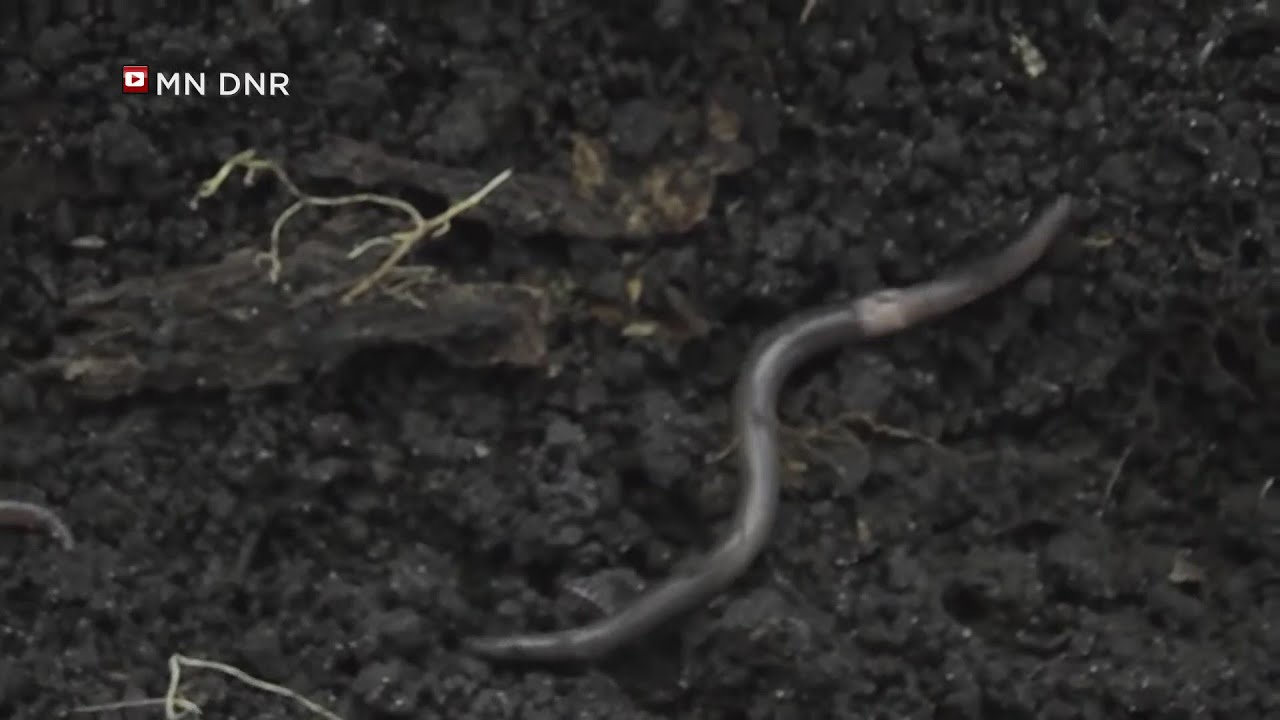 How To Keep Destructive ‘Jumping Worms’ At Bay