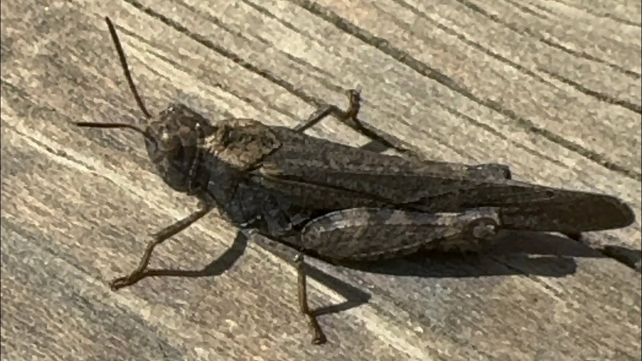 Speckle-winged Grasshopper (Arphia conspersa)