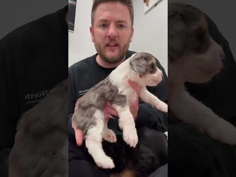 Hallies mini aussie doodles