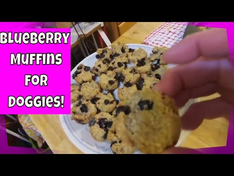 Blueberry Muffins for Doggies