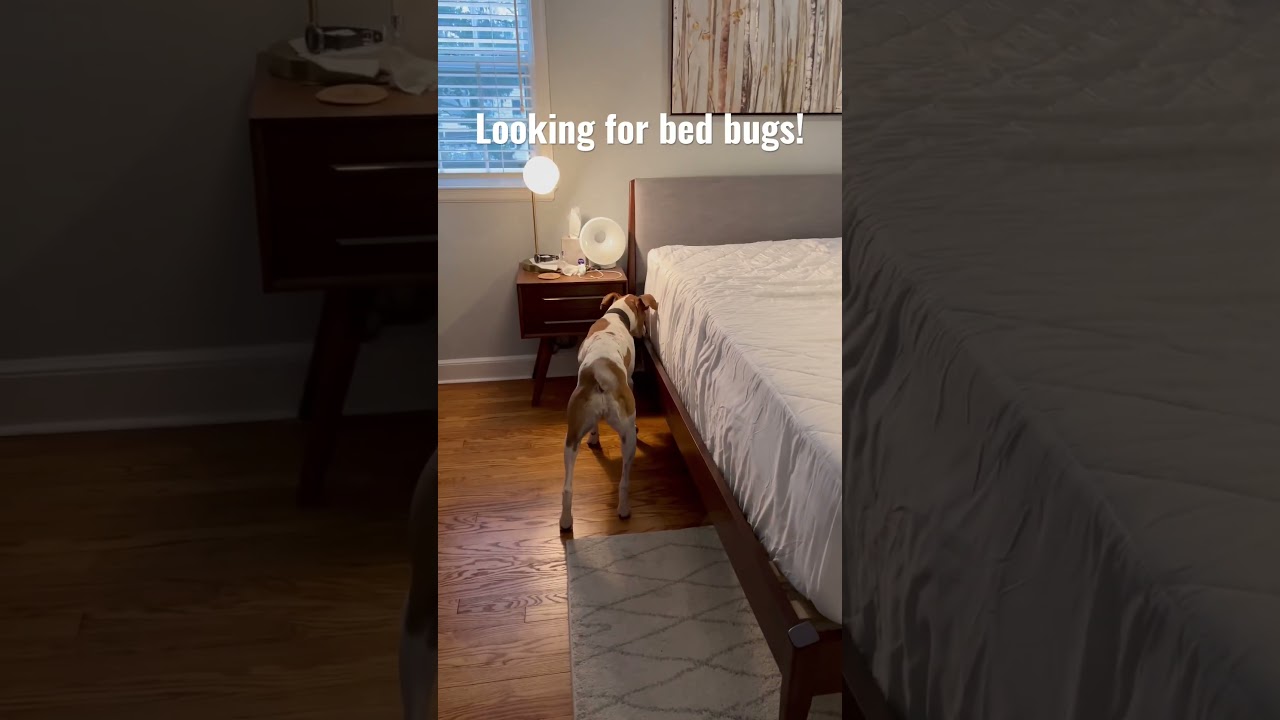 Bed Bug Inspection With The Help Of A Dog! 😁 #bedbugs #dogswithjobs #bedbugdog