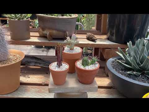 Euphorbia collection