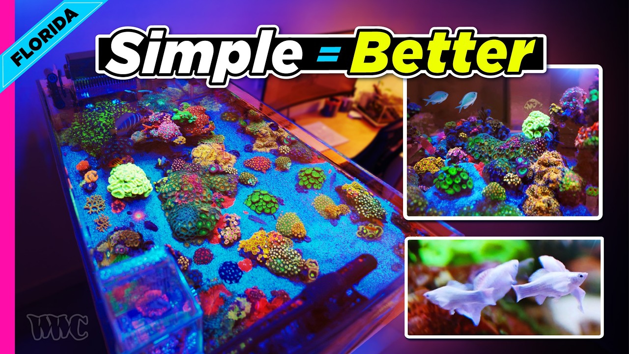 How a Simple 40G Reef Tank Became a Coral Reef Showcase