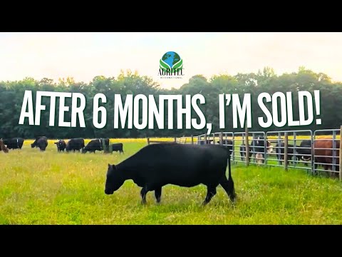 "I'M SOLD!" | Pasture 6 Months After AgriTec