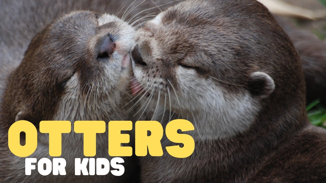 Otters for Kids | Learn all about these semi-aquatic mammals