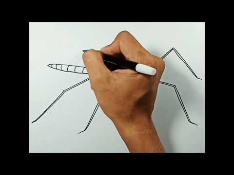 How to draw Stick Insect #shorts