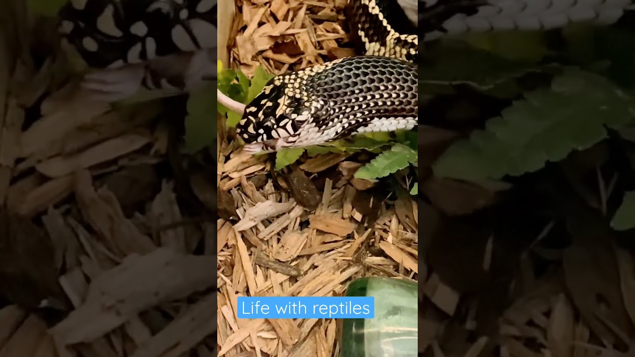 Mosaic King Snake