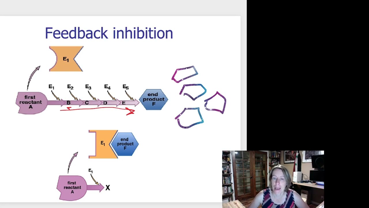 Understanding Feedback Inhibition: A Key Mechanism in Metabolism ...