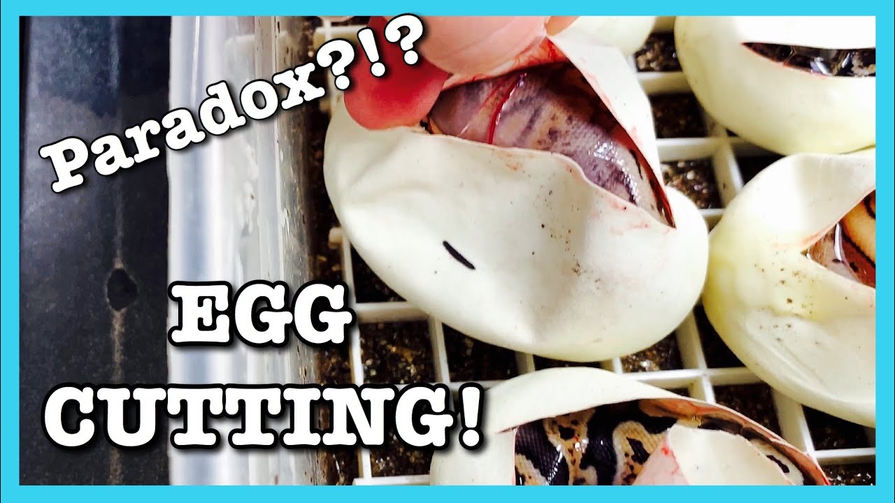 BALL PYTHON EGG CUTTING! | Cutting Clutch #4 (2020)