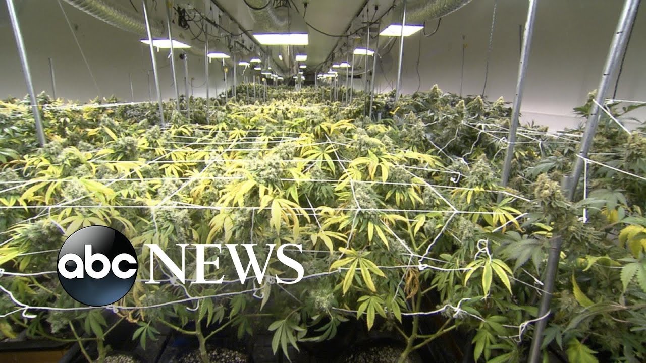 Biden pardons thousands convicted of simple marijuana possession