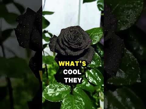 Did You know, Black Roses are real #ytshorts