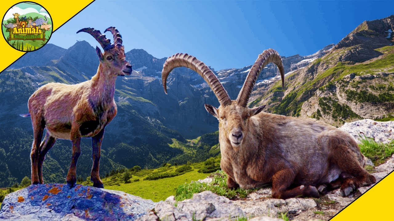 Top 10 Extinct Animals | Part 1