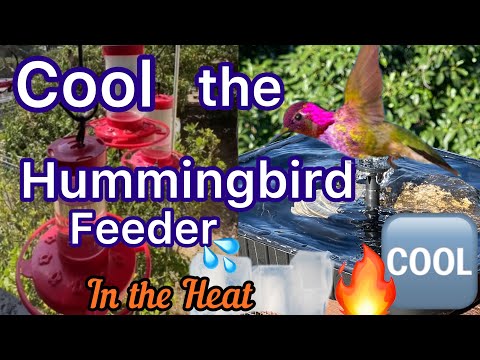 Feeding Hummingbirds in the Heat, How to Keep Hummingbird Feeders Cool EASY Tips & Nectar Recipe