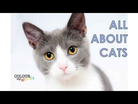 CATS ARE EVERYWHERE IN OUR LANGUAGES β 3 idioms with the word 'cat'