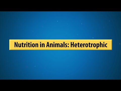 Nutrition in Animals: Heterotrophic||Full Concept learning ||With Animation