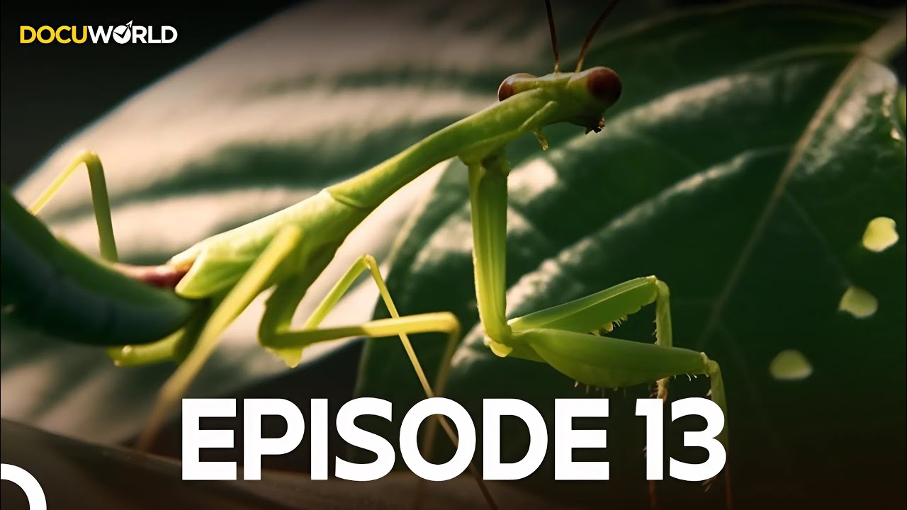 Wild Moments 13 I Nature's Genius: The Hunting Strategy of the Praying Mantis! I Docuworld