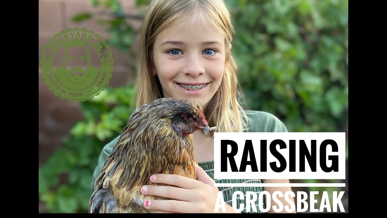 Caring for a Cross-Beak Chicken