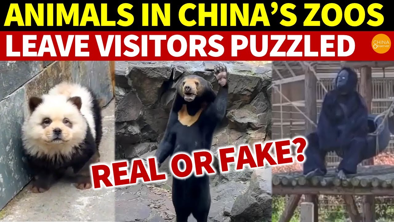 Real or Fake? Animals in China's Zoos Leave Visitors Puzzled - Udumbara ...