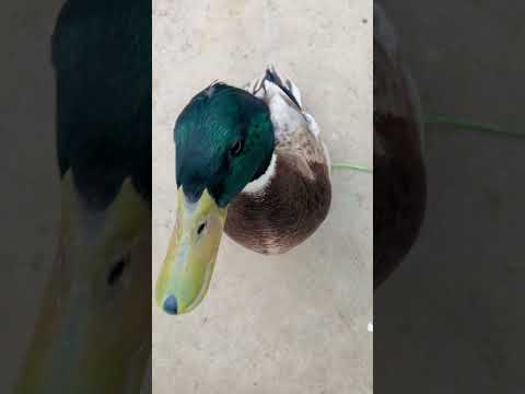 ducks fly together #duck #birds #flyingduck