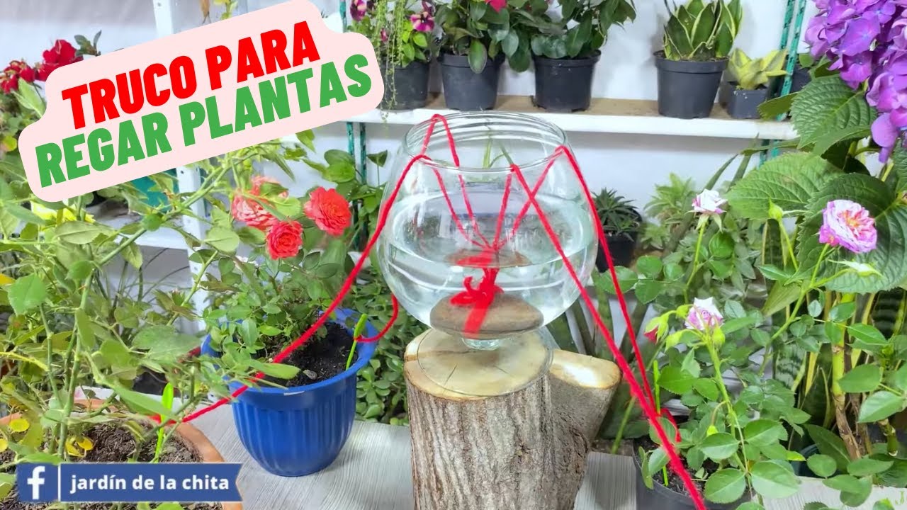 Truco Para Regar Las PLANTAS Cuando Te Vas De Viaje #plantas