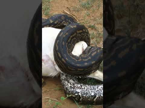 Python Snake The Slithering Wonder #python #animals #animalfacts