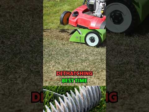 When should you dethatch? #thelawnfeed #howto #podcast #lawncare #diy #grass #dethatch #dadlife