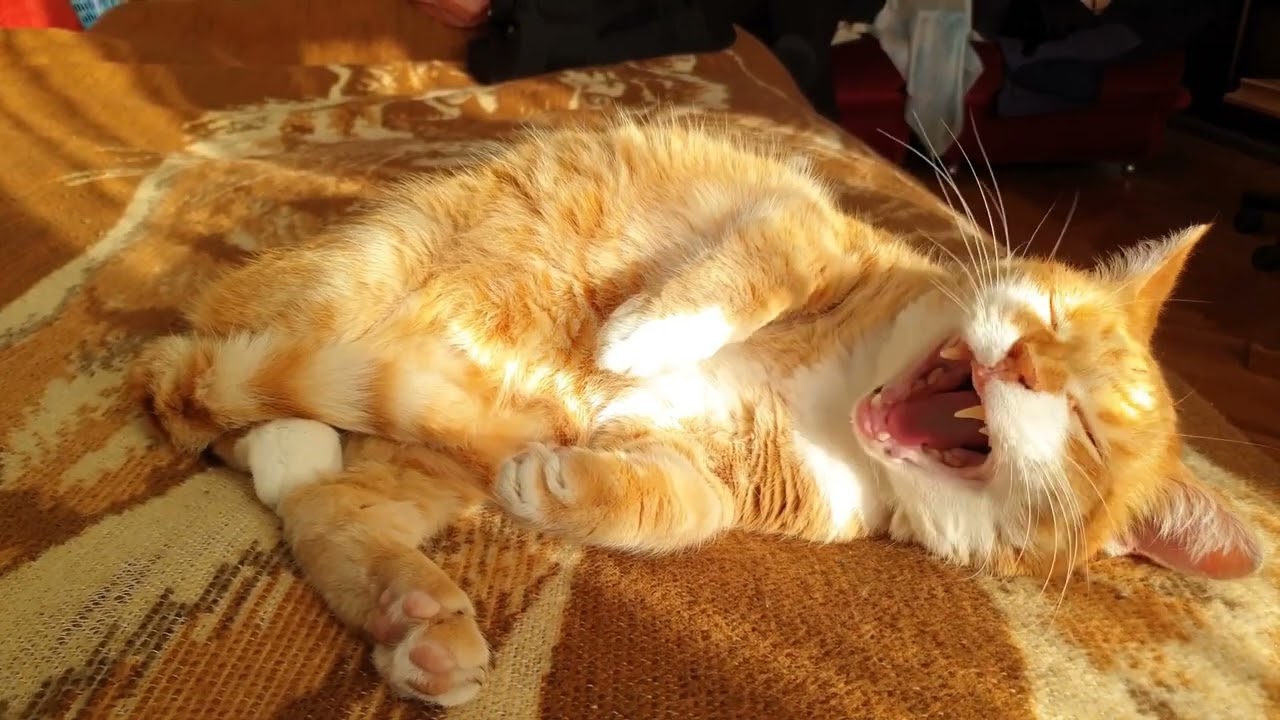 suprising pet cat in unusual position compilation