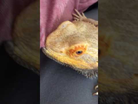 Don’t P. Off Your Lizard – Lee Duigon