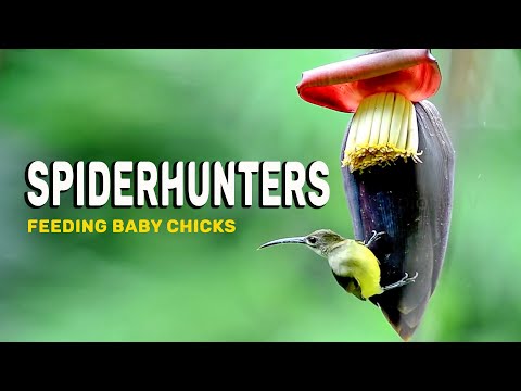 THE SPIDERHUNTERS - Feeding Baby Chicks In The Nest