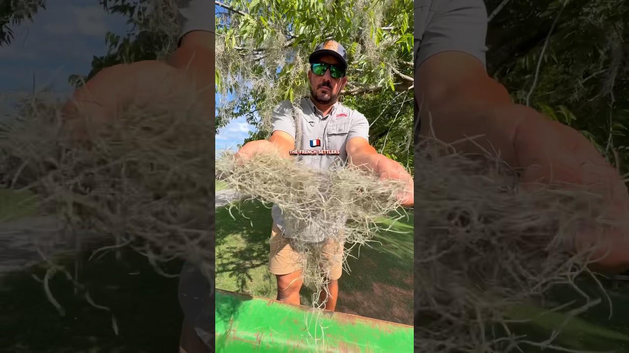 🍃Spanish Moss Isn’t Spanish? #louisiana #nature #facts
