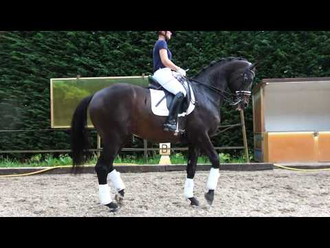 Mister Zeb (Jazz x Chronos), stallion 2004