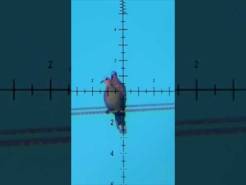 Double Airgun Takedown: You Have to See It to Believe It!
