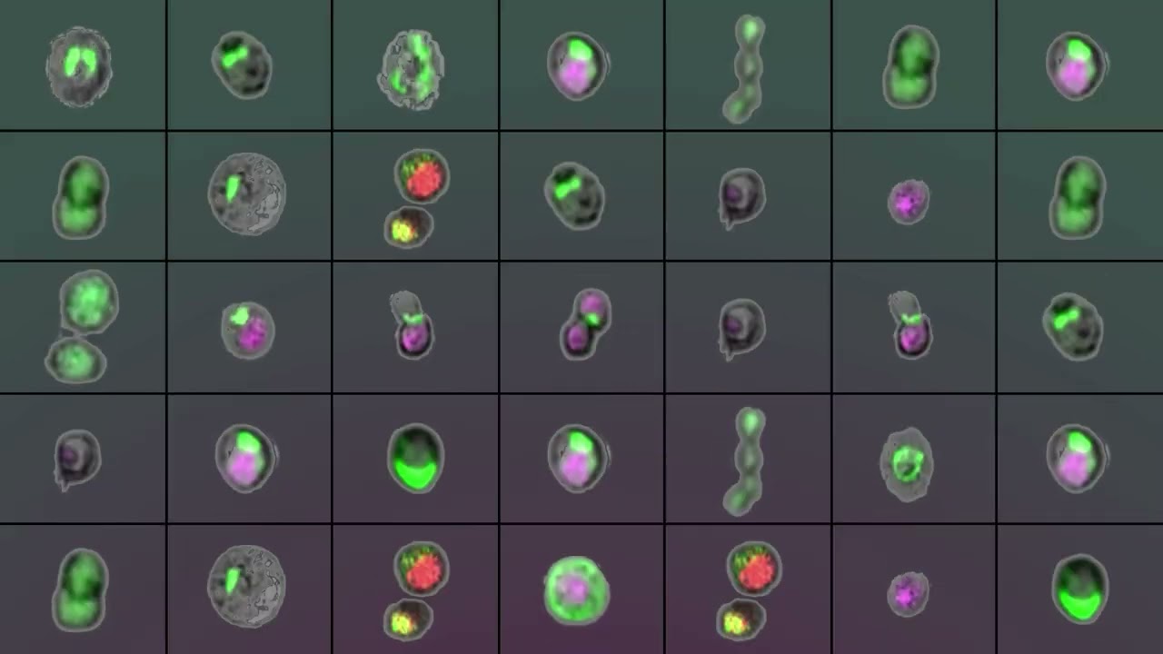 BD FACSDiscover™ S8 Cell Sorter - #MedTechMinute