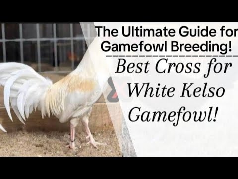 Best Cross for White Kelso – The Ultimate Guide to Gamefowl Breeding!#gamefowl #chicken #rooster#usa