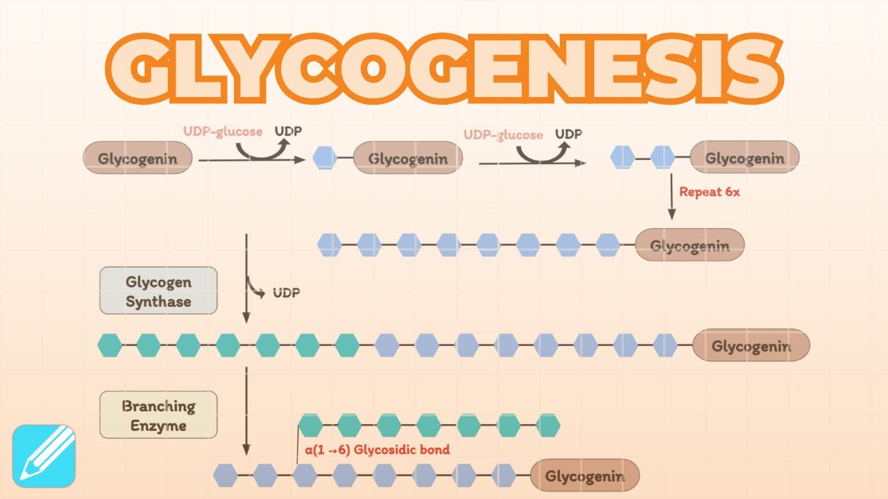 Understanding Glycogenesis: The Process of Glycogen Synthesis | Galaxy.ai