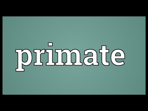 Primate Meaning
