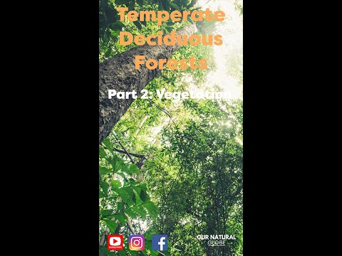 What lives beneath the canopy? - Temperate Deciduous Forests