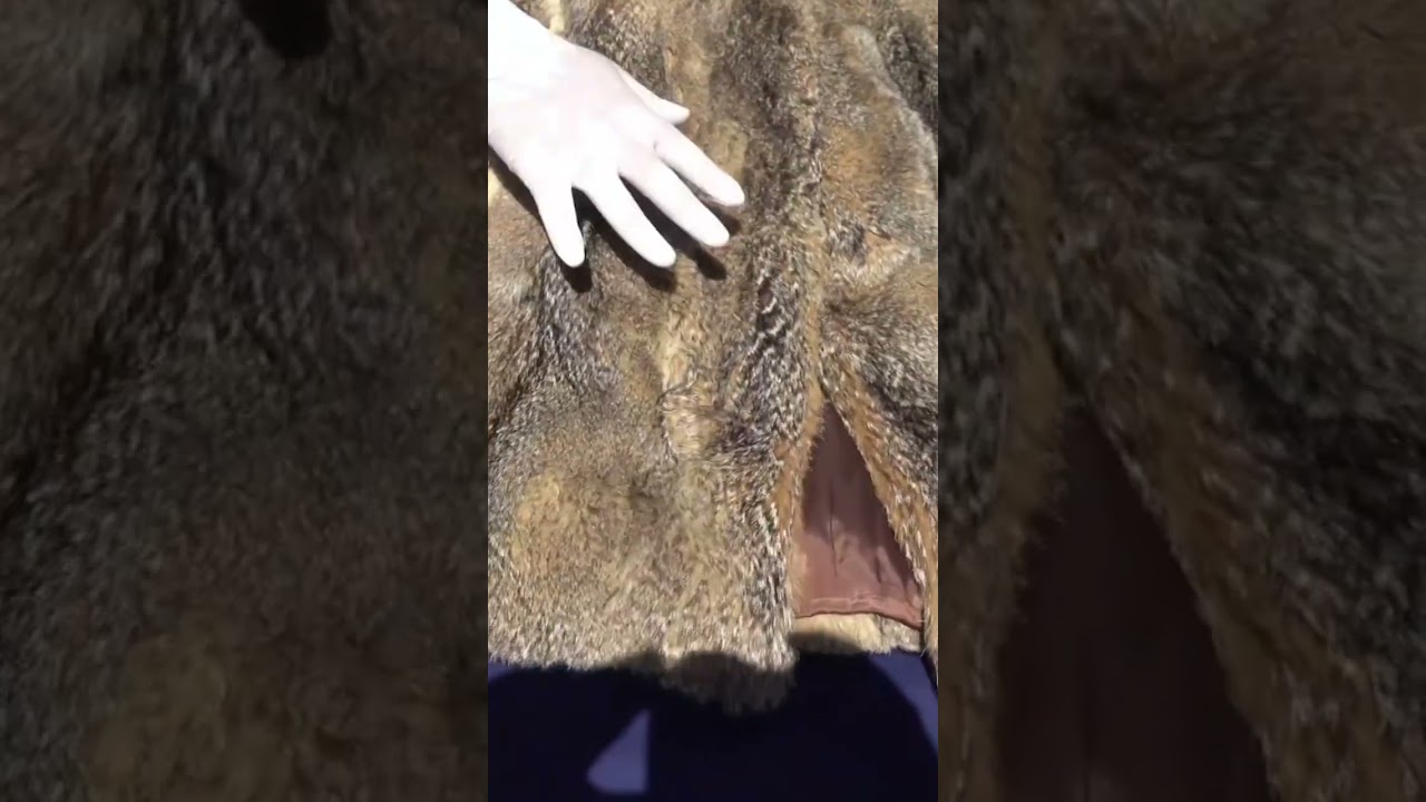 Smuggling of protected species discovered