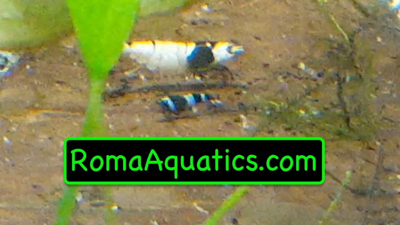 Blue Shadow Panda Shrimp Unboxing from Alpha Pro Breeders - RomaAquatics.com