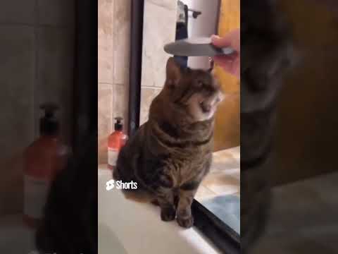 military cat finding job 🤣🤣🤣🤣🤣🤣🤣🤣🤣🤣 #trending #viral #short #nonstop #reels #trendingshorts