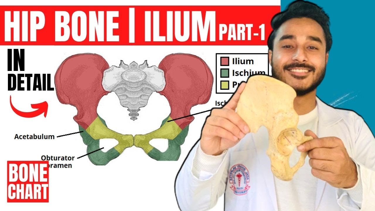 hip bone anatomy 3d | ilium bone anatomy | bones of lower limb anatomy