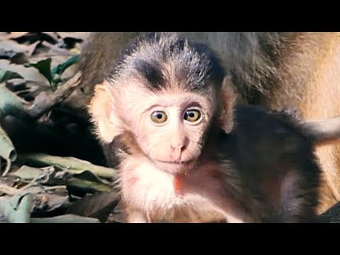 Sugar, Baby Monkey With Confidently Eyes And Handsome Attitude Are Closed To Beautiful Mother Sami