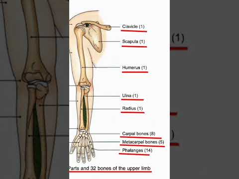 Total Numbers of Upper Limb bones#shorts#upper limb bones