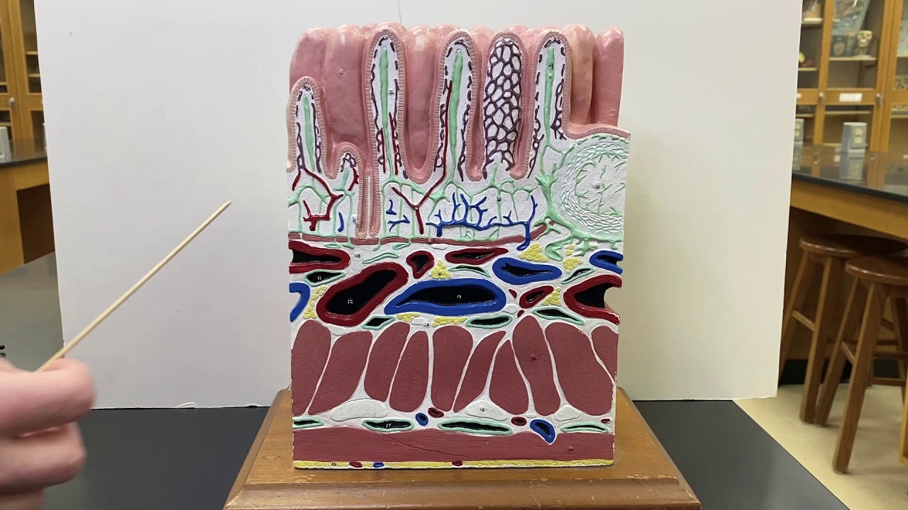 2402 Lab GI 4 Intestinal Mucosa