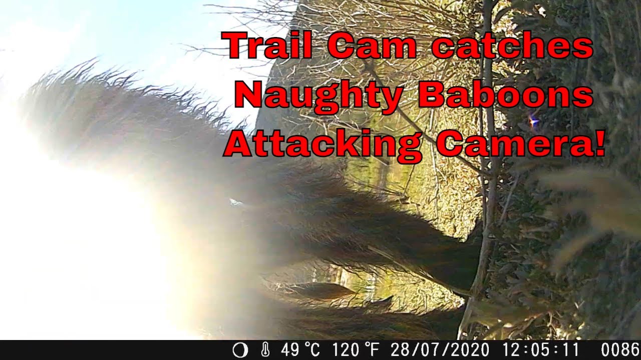 Trail Cam Footage - Naughty Baboons Attack Camera at Leopards Lake (Montevue Nature Farm)