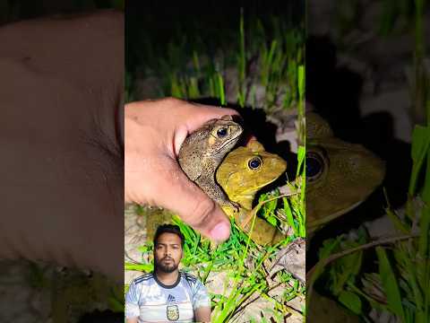 frog funny national wildlife animal loverv #frog #animals #nature #insects #sadanimalfacts #funny